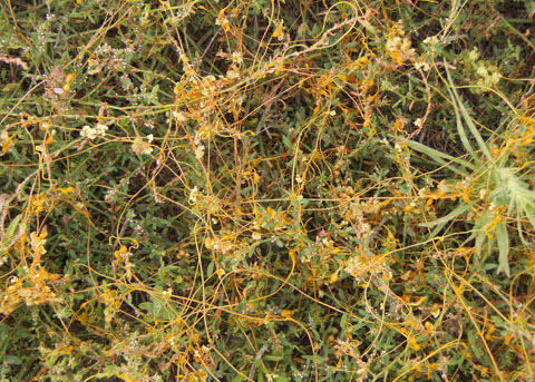 Saltmarsh Dodder, Cuscuta pacifica